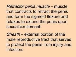 Animal reproduction class presentation (ppt) | PPT