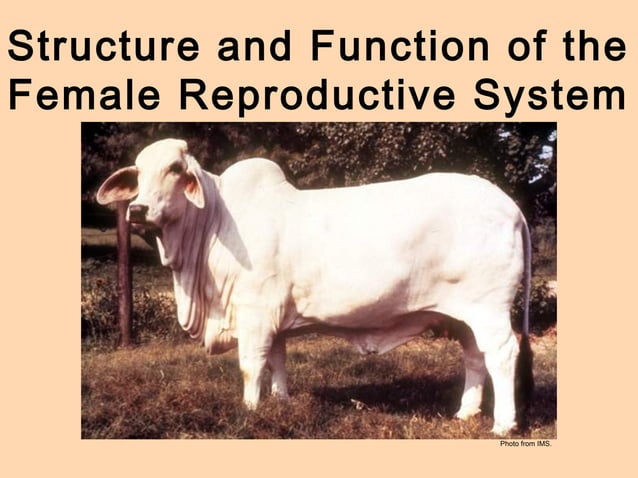Animal reproduction class presentation (ppt) | PPT
