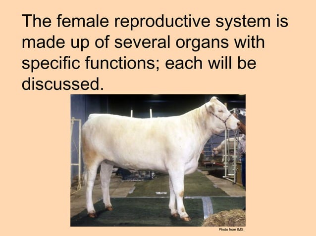 Animal reproduction class presentation (ppt) | PPT