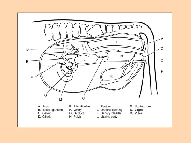 Animal reproduction class presentation (ppt) | PPT