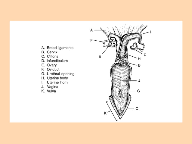 Animal reproduction class presentation (ppt) | PPT