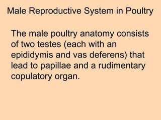 Animal reproduction class presentation (ppt) | PPT
