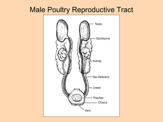 Animal reproduction class presentation (ppt) | PPT