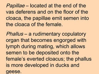 Animal reproduction class presentation (ppt) | PPT