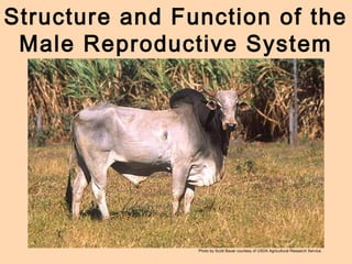 Animal reproduction class presentation (ppt) | PPT