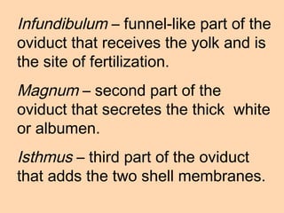 Animal reproduction class presentation (ppt) | PPT