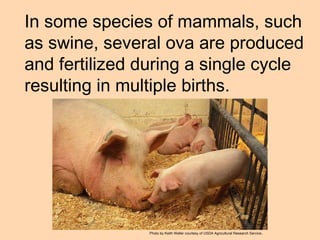 Animal reproduction class presentation (ppt) | PPT