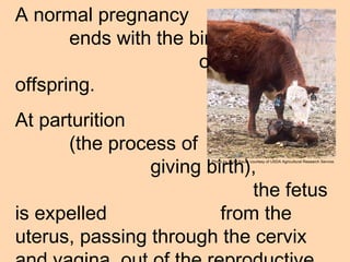 Animal reproduction class presentation (ppt) | PPT