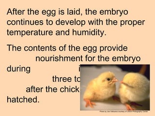 Animal reproduction class presentation (ppt) | PPT