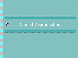 Animal reproduction (1) | PPT
