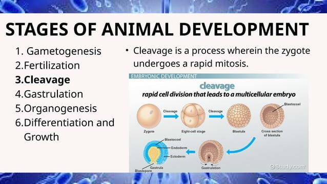 Animal Reproduction and Development.pptx