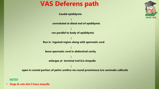 Animal reproduction lecture 2 | PPT