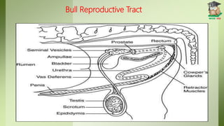 Animal reproduction lecture 2 | PPT