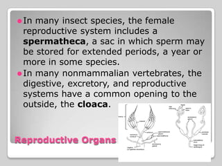 animalreproductionppt-102114905-phpapp01 (1).pptx
