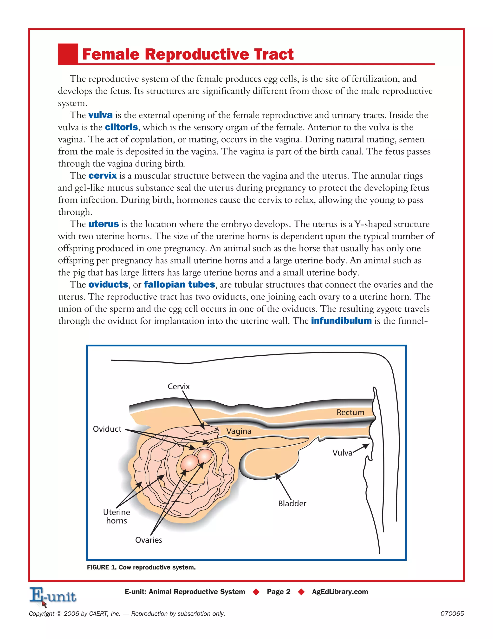 Animal reproductive anatomy | PDF