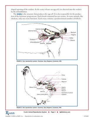 Animal reproductive anatomy | PDF