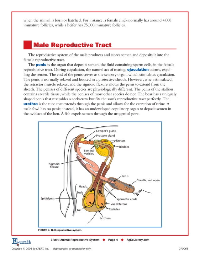 Animal reproductive anatomy | PDF