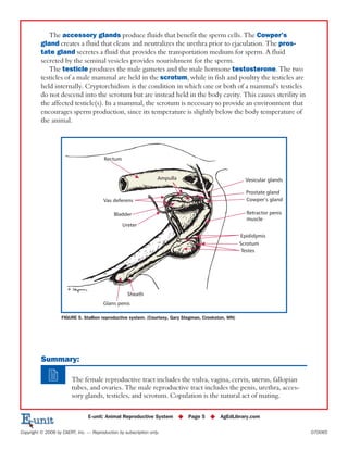 Animal reproductive anatomy | PDF
