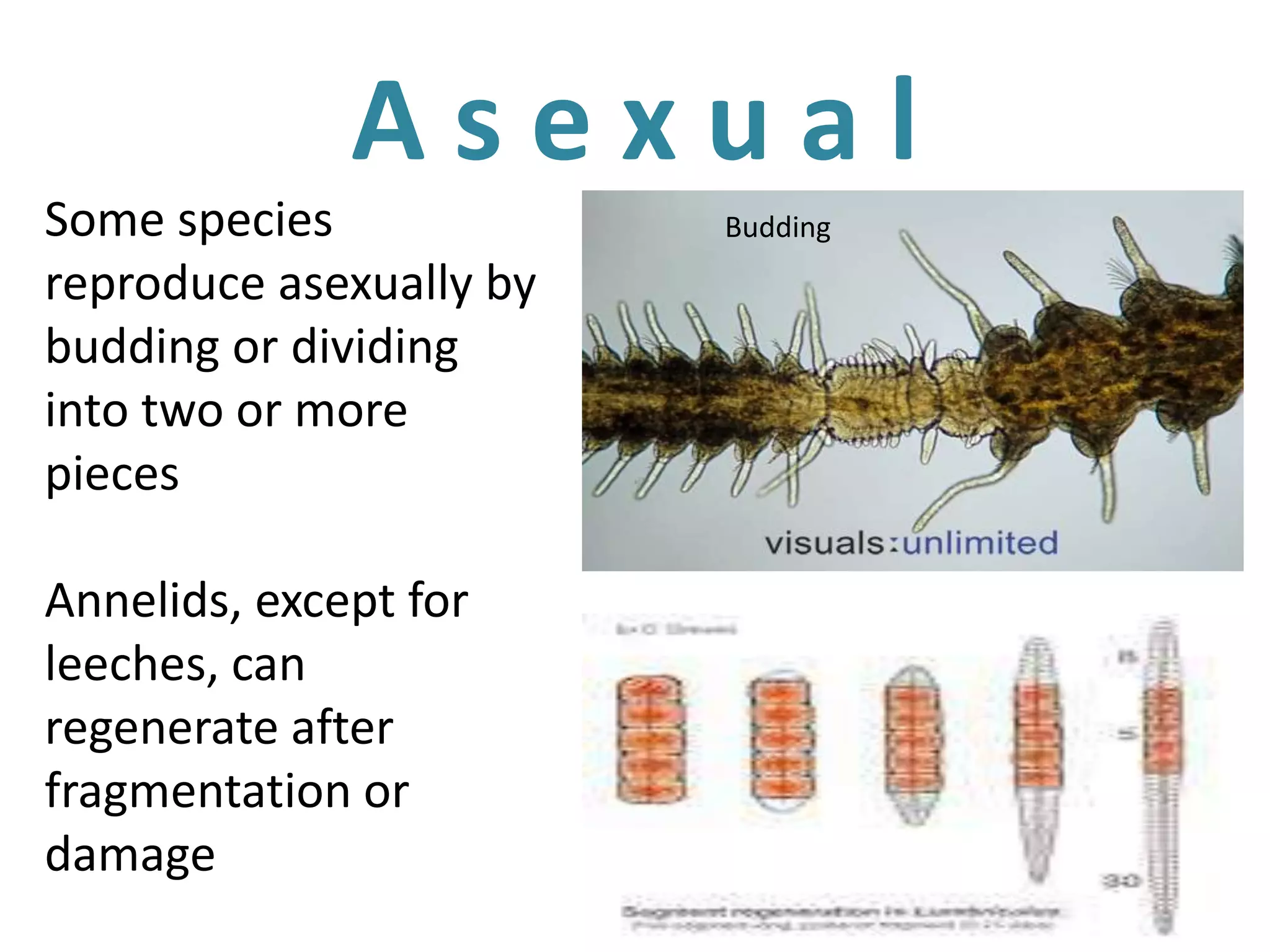 Animal reproductive system | PPTX
