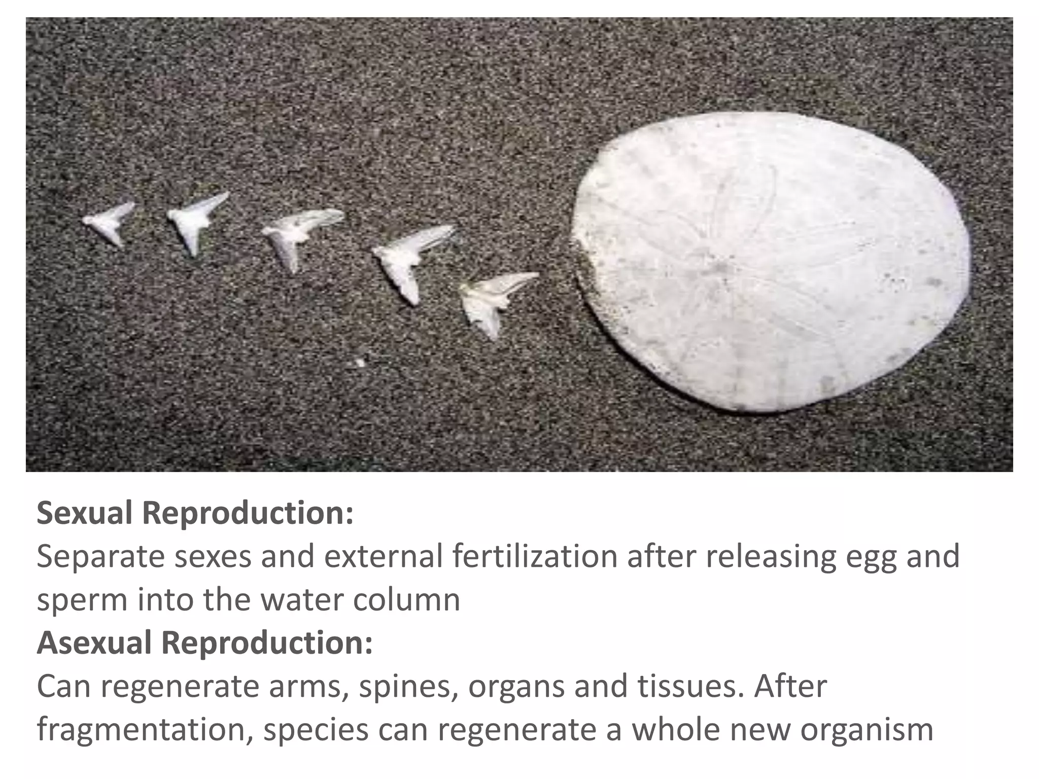 Animal reproductive system | PPTX