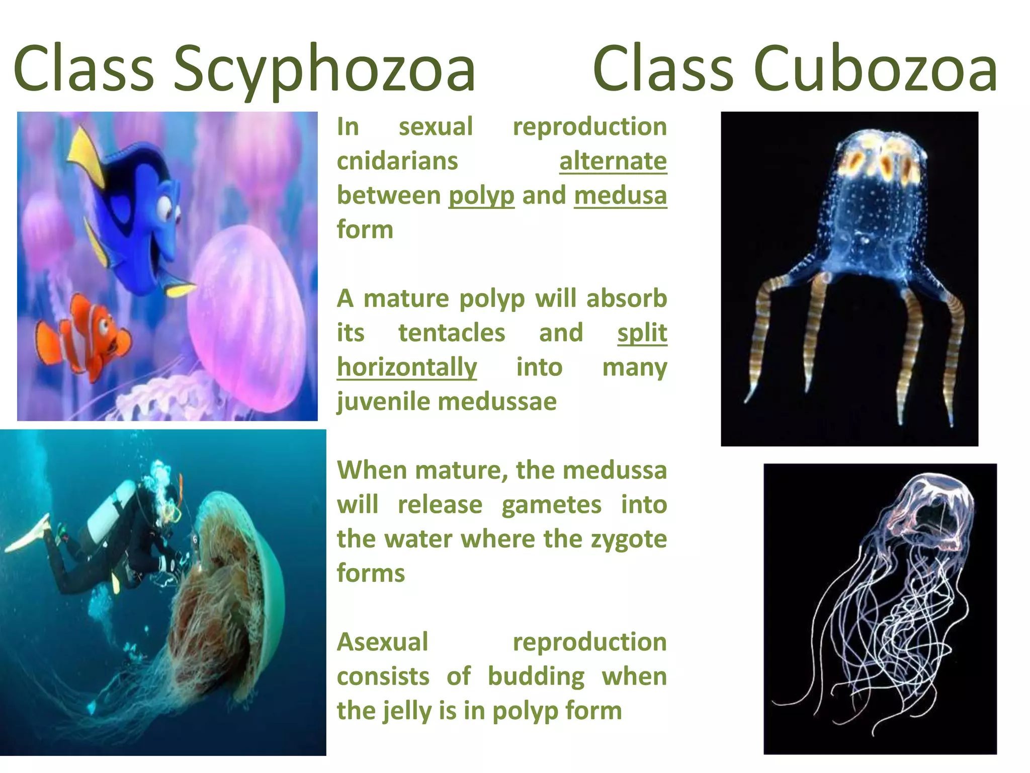 Animal reproductive system | PPTX