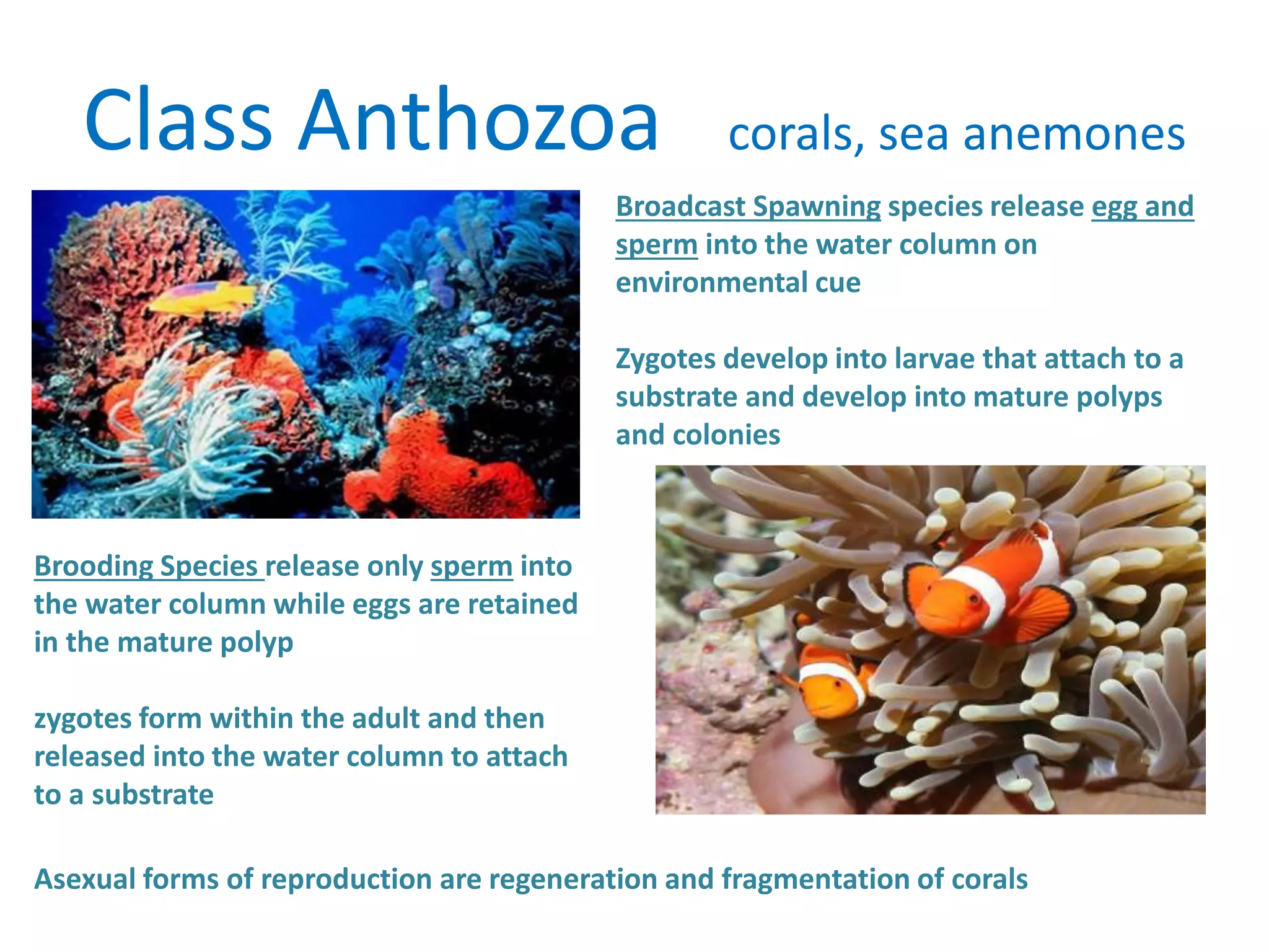 Animal reproductive system | PPTX