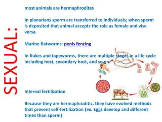 Animal reproductive system | PPTX