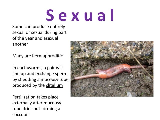 Animal reproductive system | PPT | Free Download