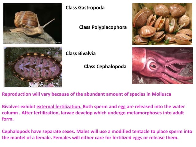 Animal reproductive system | PPTX