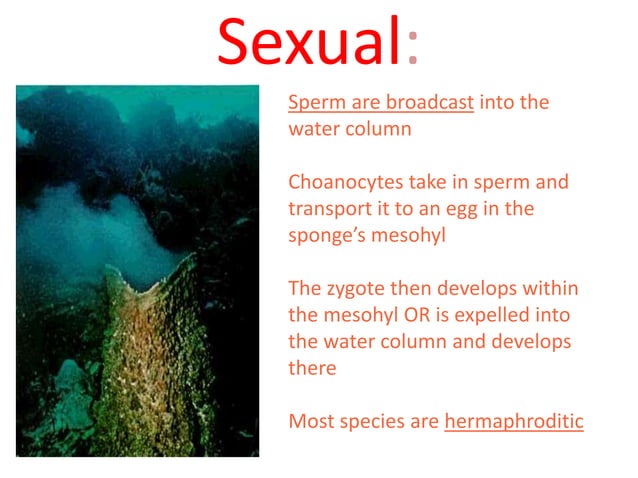 Animal reproductive system | PPTX