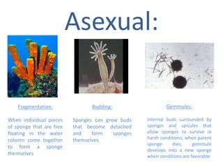 Animal reproductive system | PPTX