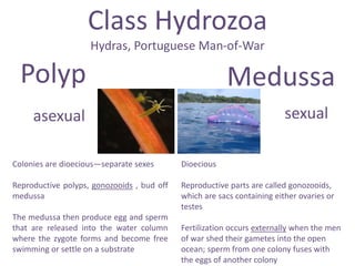 Animal reproductive system | PPTX