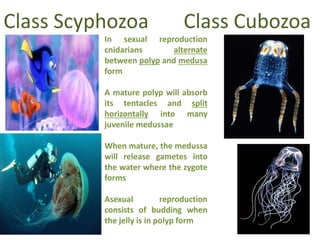 Animal reproductive system | PPTX