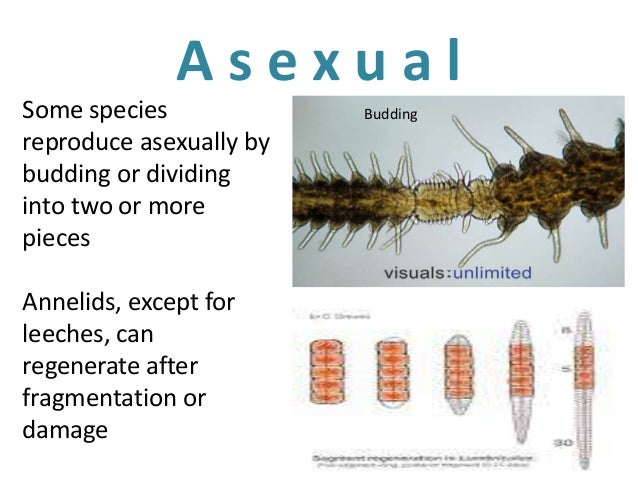 Annelida Reproductive System