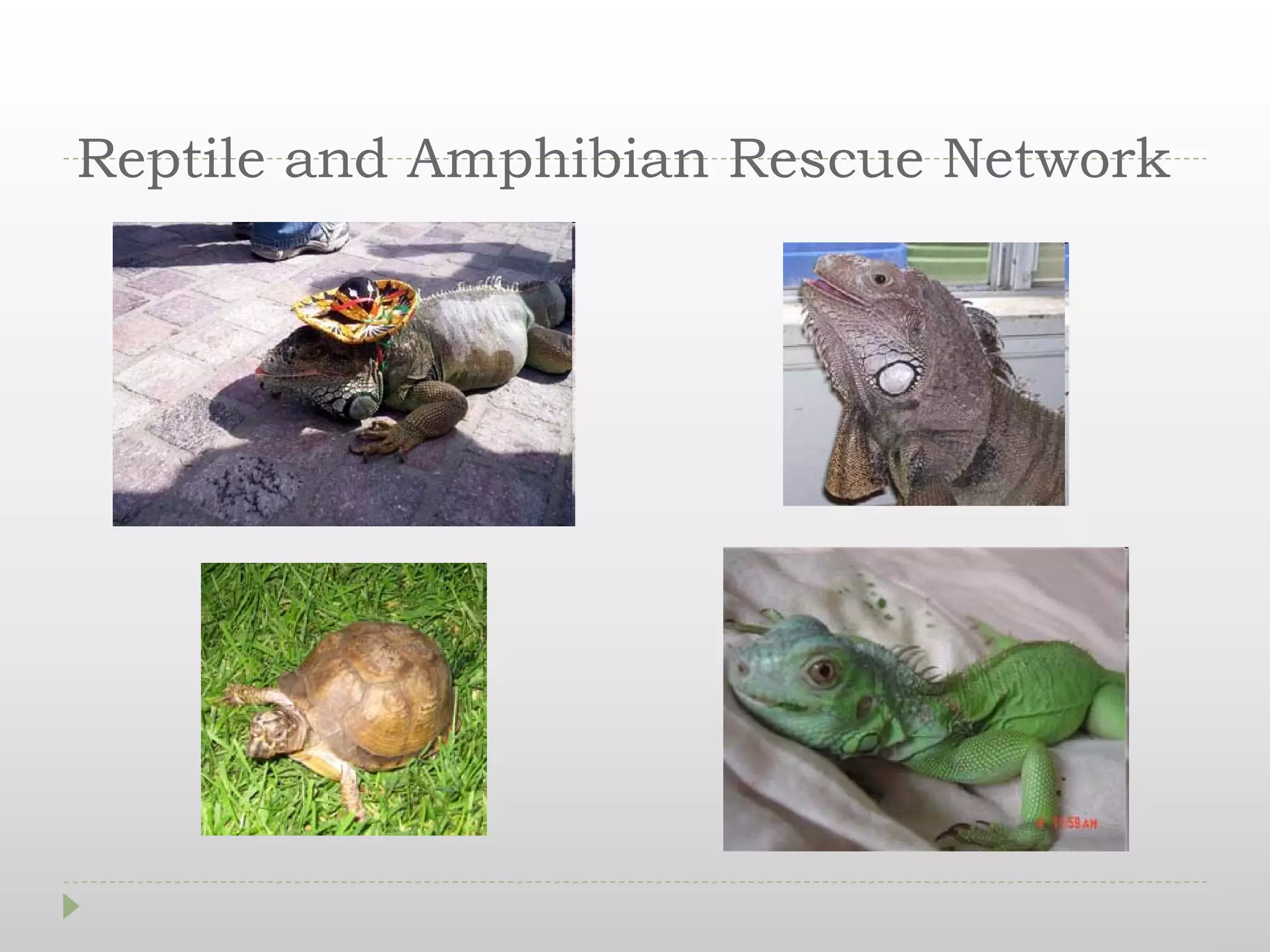 Animal rescue fair1 | PDF