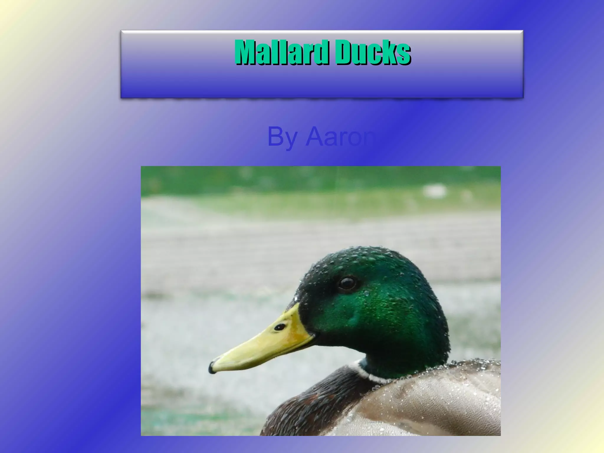 Mallard Duck by Aaron | PPT