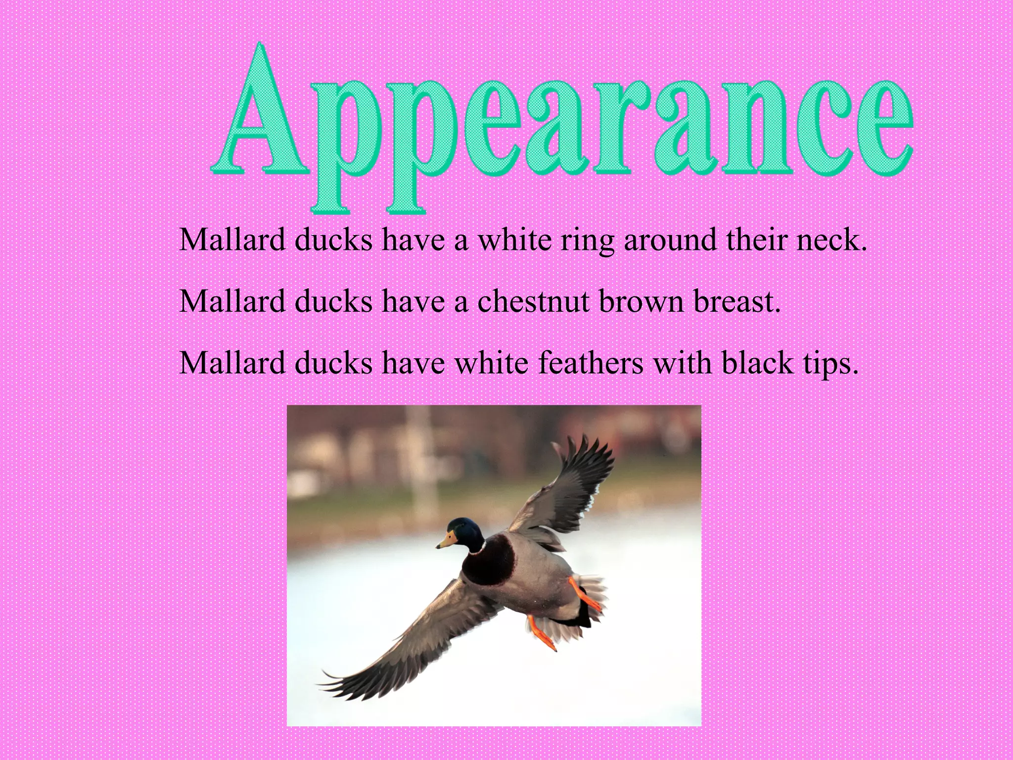 Mallard Duck by Aaron | PPT