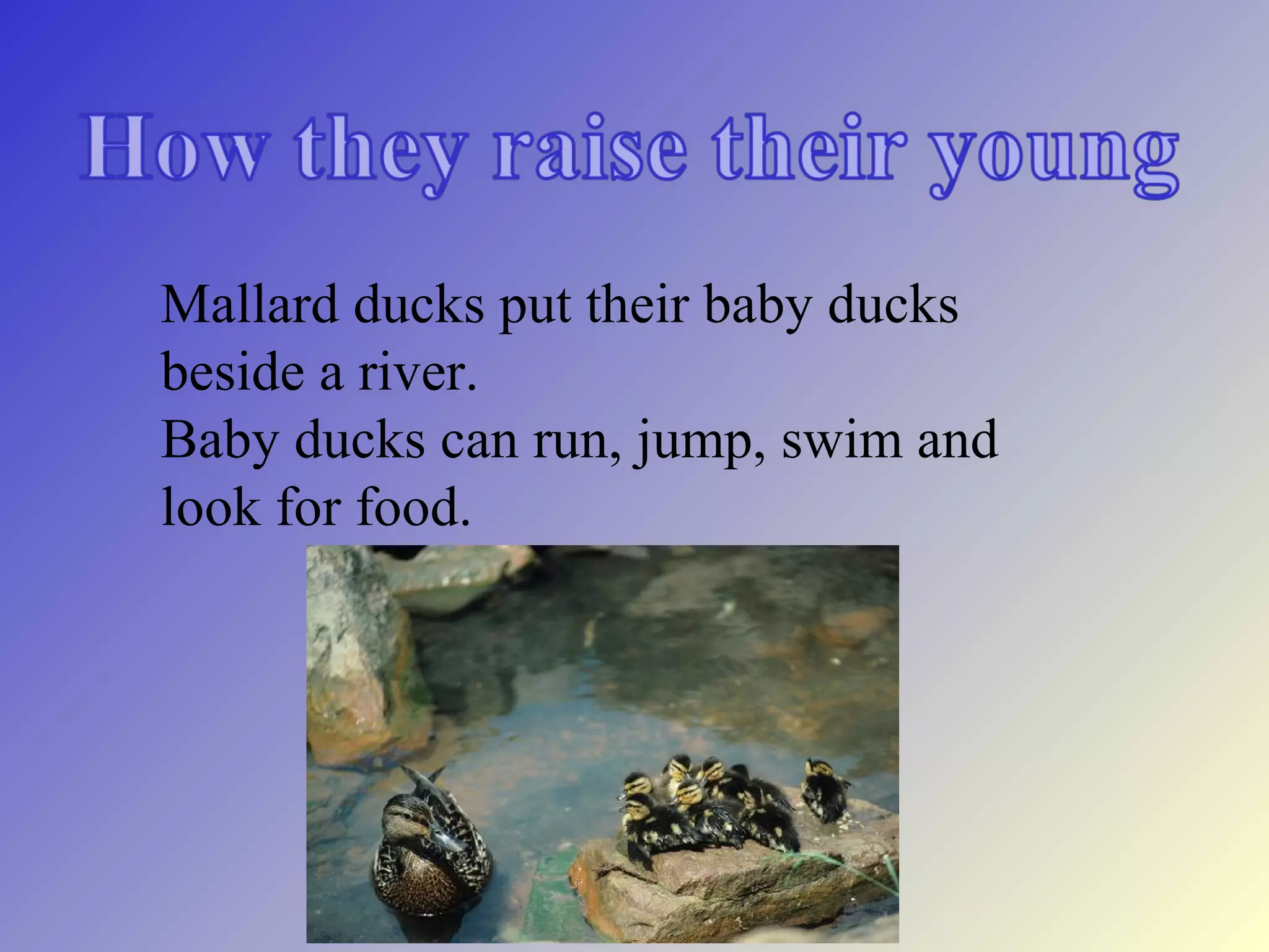 Mallard Duck by Aaron | PPT
