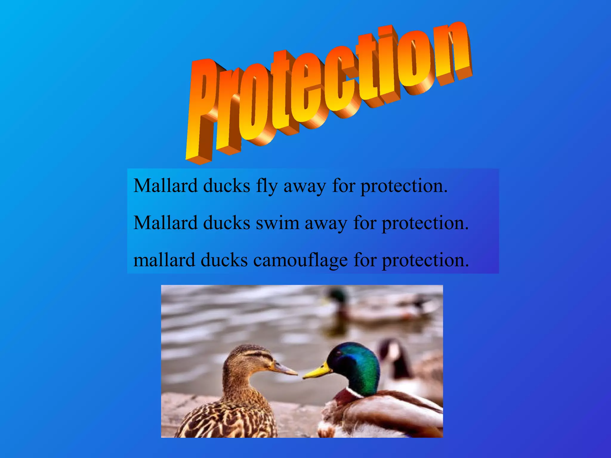 Mallard Duck by Aaron | PPT