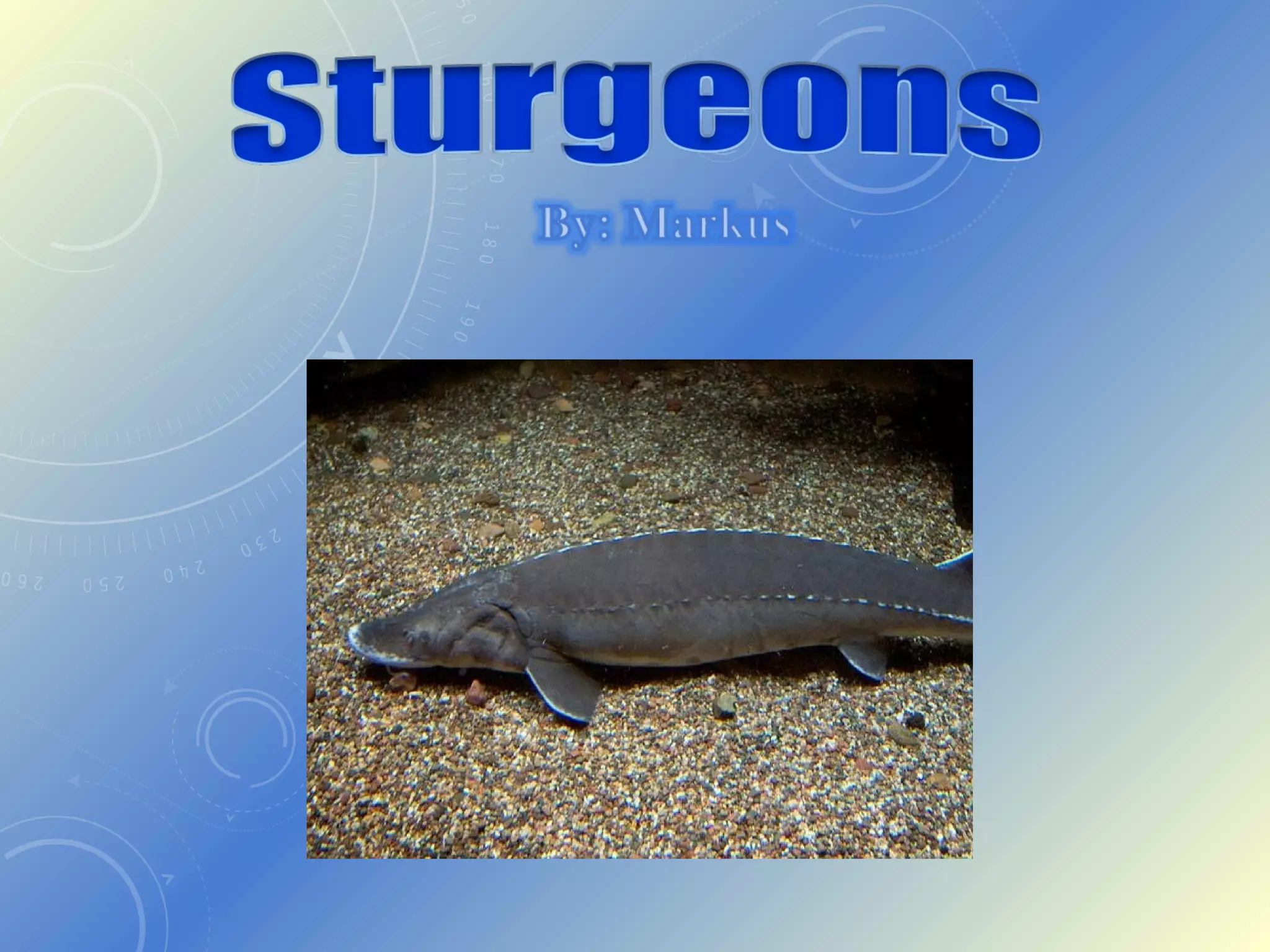 The Sturgeon by Marcus | PPT
