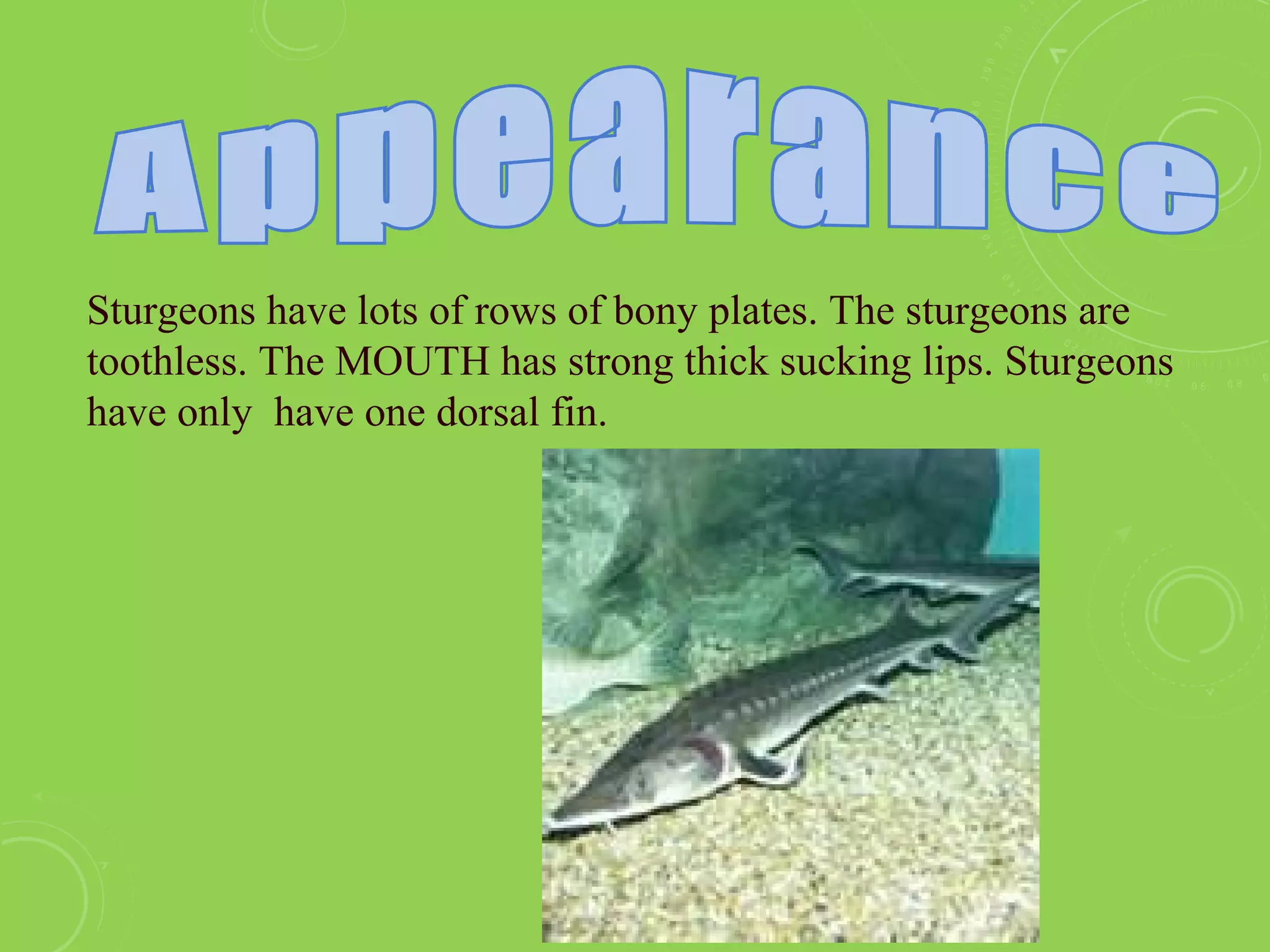 The Sturgeon by Marcus | PPT | Fish and Aquariums | Pets