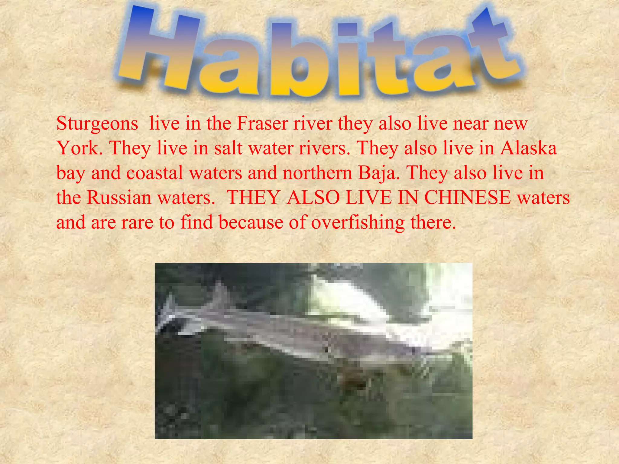 The Sturgeon by Marcus | PPT | Fish and Aquariums | Pets