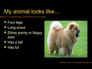 Animal research example | PPT