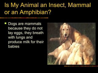 Animal research example | PPT