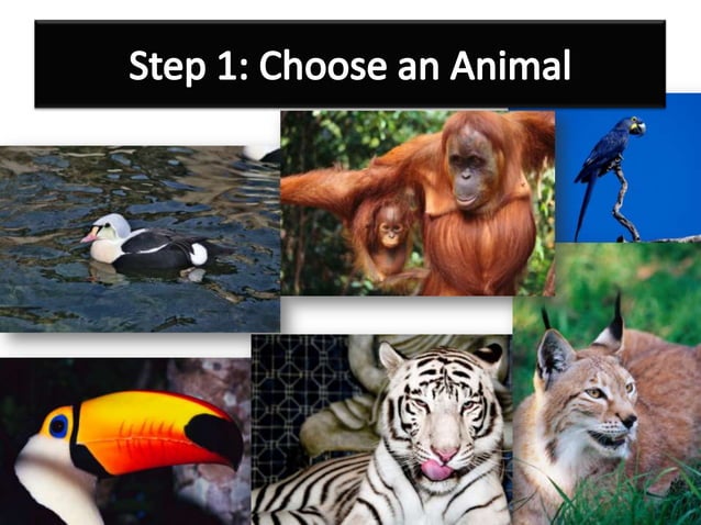 Animal research project | PPTX