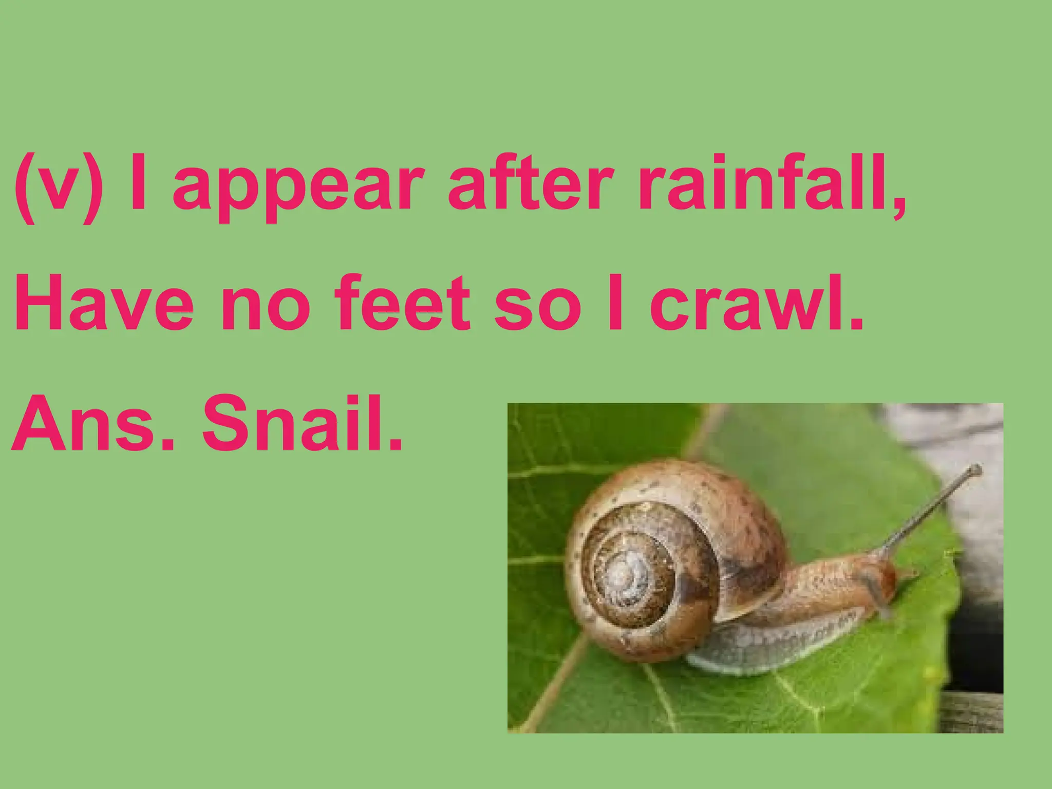 Animal Riddles Class 3 EVS old NCERT Book | PPT