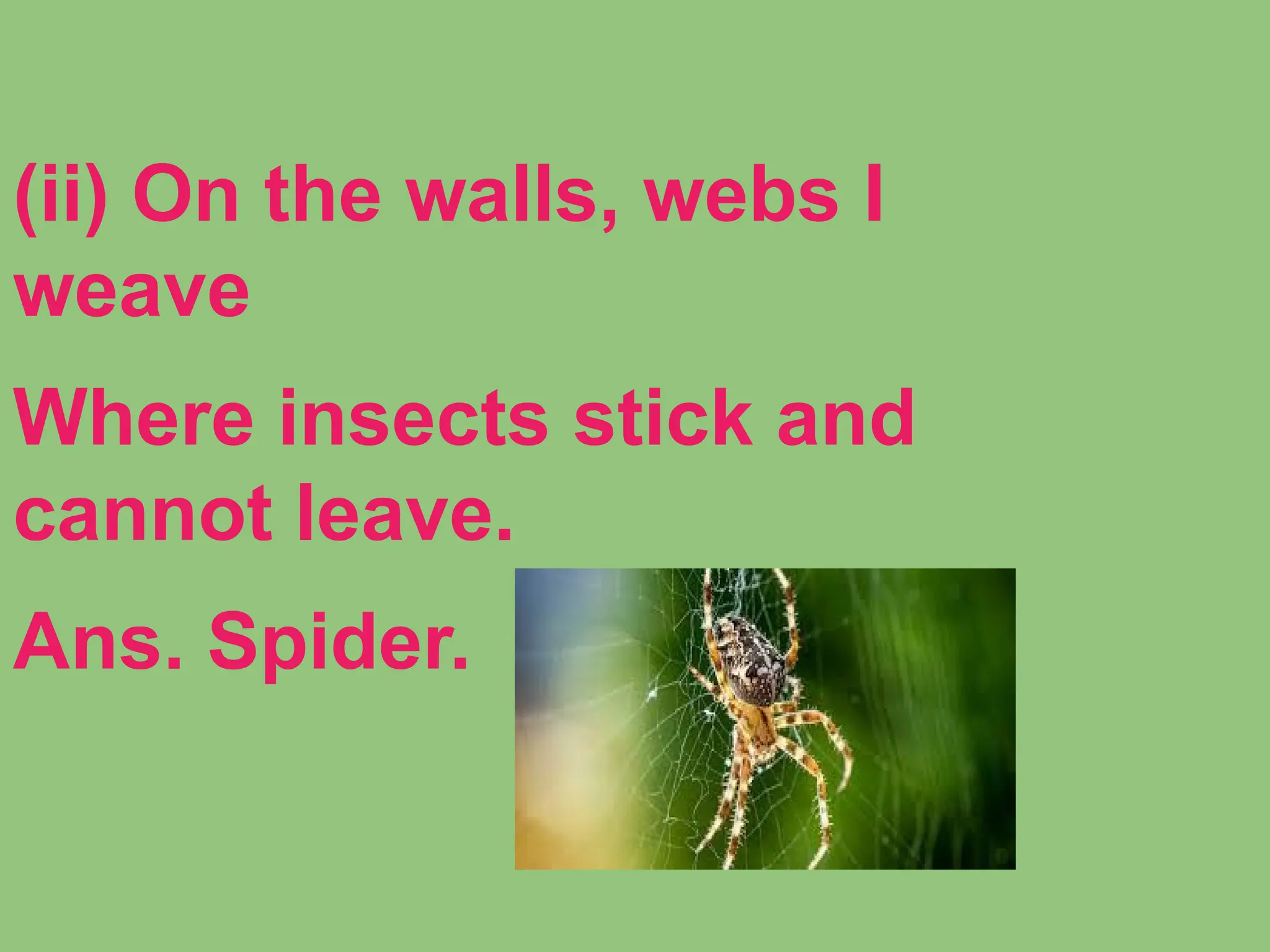 Animal Riddles Class 3 EVS old NCERT Book | PPT