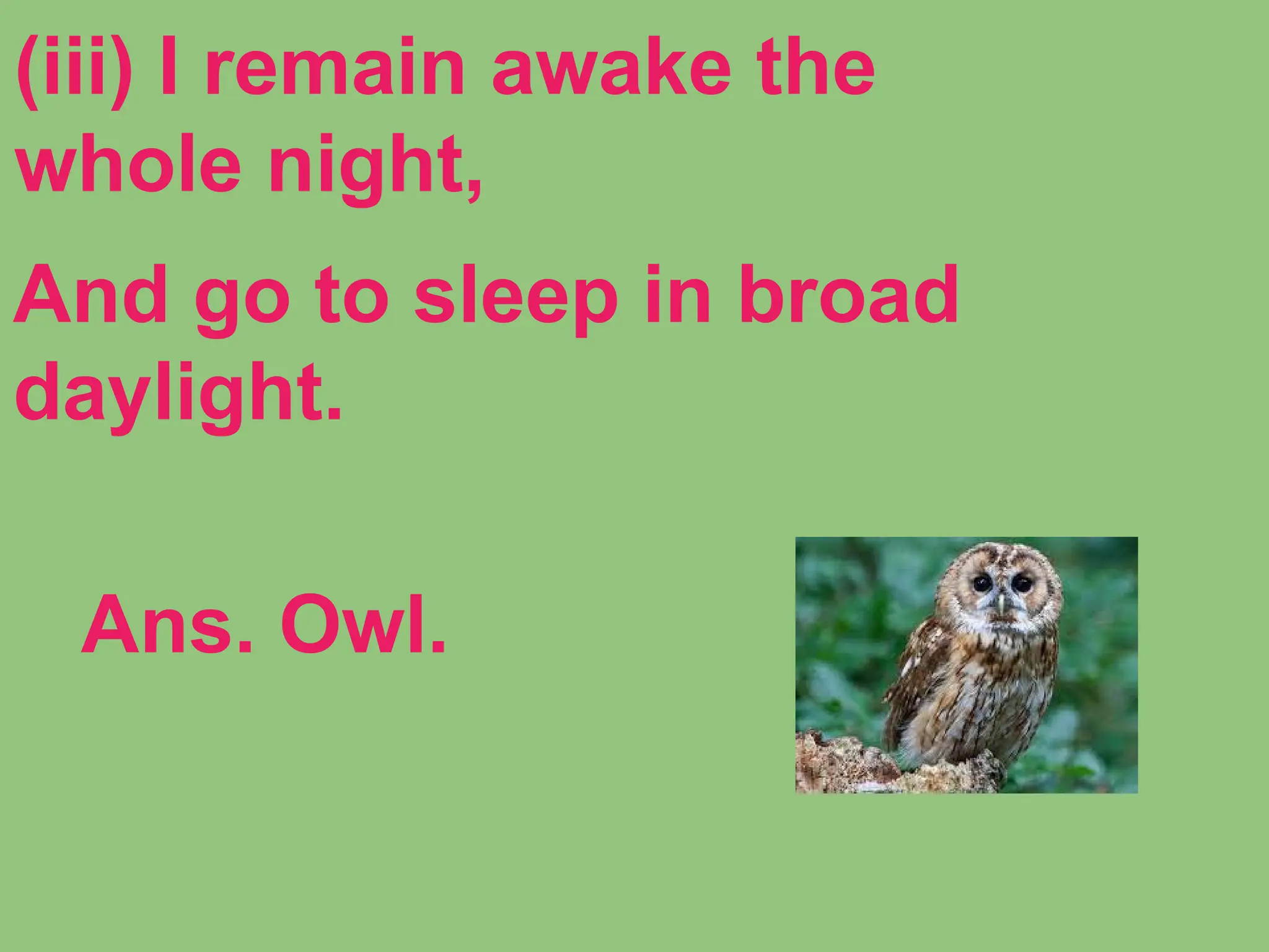 Animal Riddles Class 3 EVS old NCERT Book | PPT
