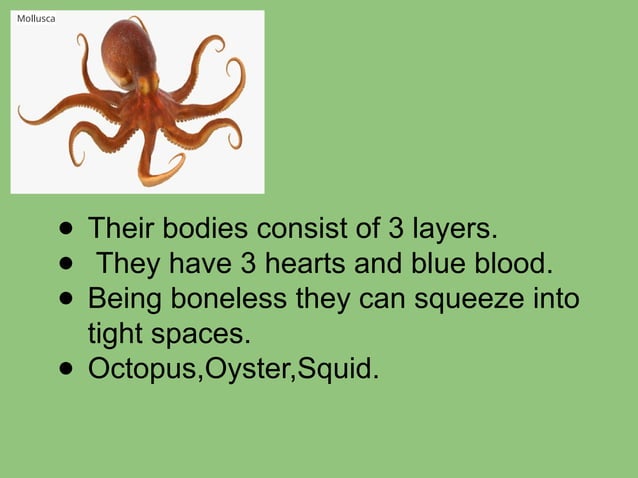 Animal Riddles Class 3 EVS old NCERT Book | PPT