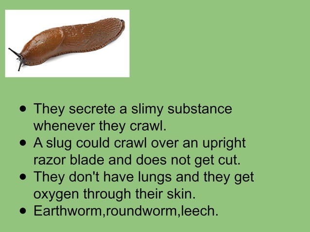 Animal Riddles Class 3 EVS old NCERT Book | PPT